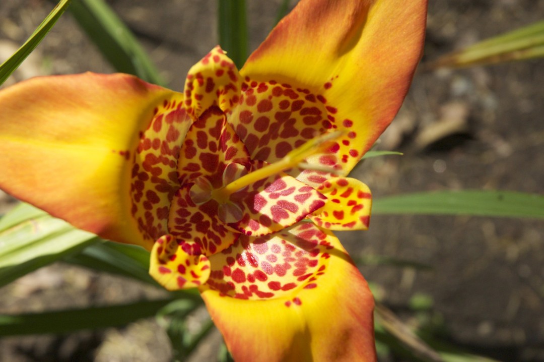 Jaliscocina - Cacomite, un alimento casi olvidado