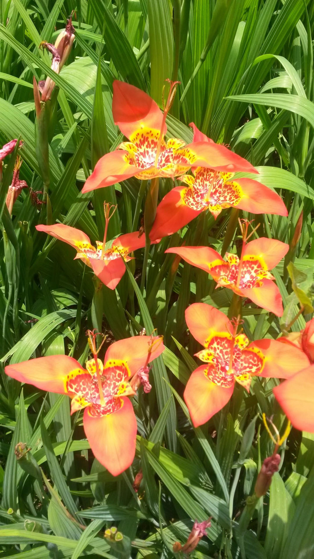 Jaliscocina - A cultivar cacomites