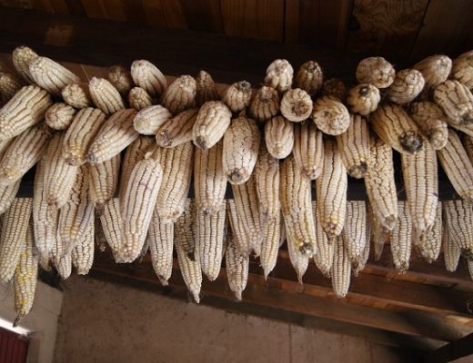 Jaliscocina - Huachales, una forma de conservar el maíz