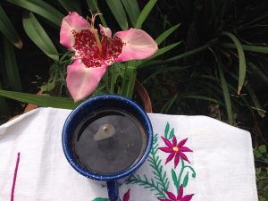 Jaliscocina - Cacomite, un alimento casi olvidado