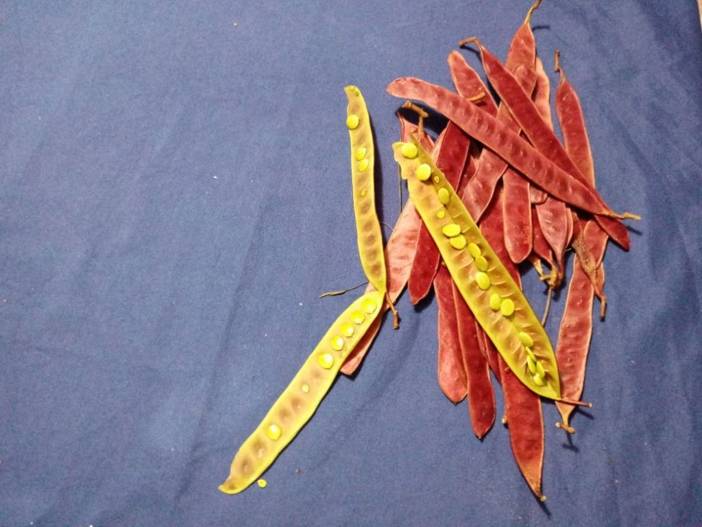 Jaliscocina - Los guajes, alimento de familias humildes