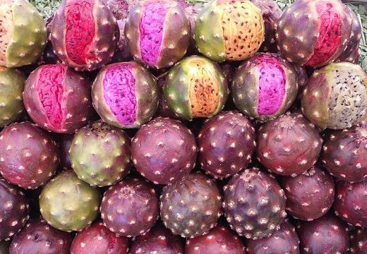 guamúchilJaliscocina - Jaliscocina