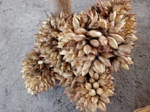 Jaliscocina - La piñuela, rica pero poco conocida