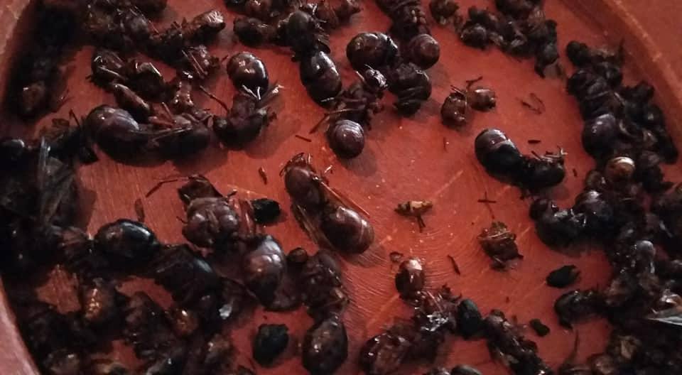 Jaliscocina - Chicatanas, las reinas aladas de las hormigas arrieras