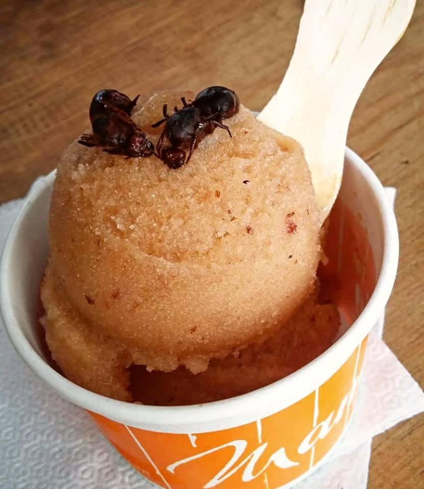 Jaliscocina - Chicatanas, las reinas aladas de las hormigas arrieras