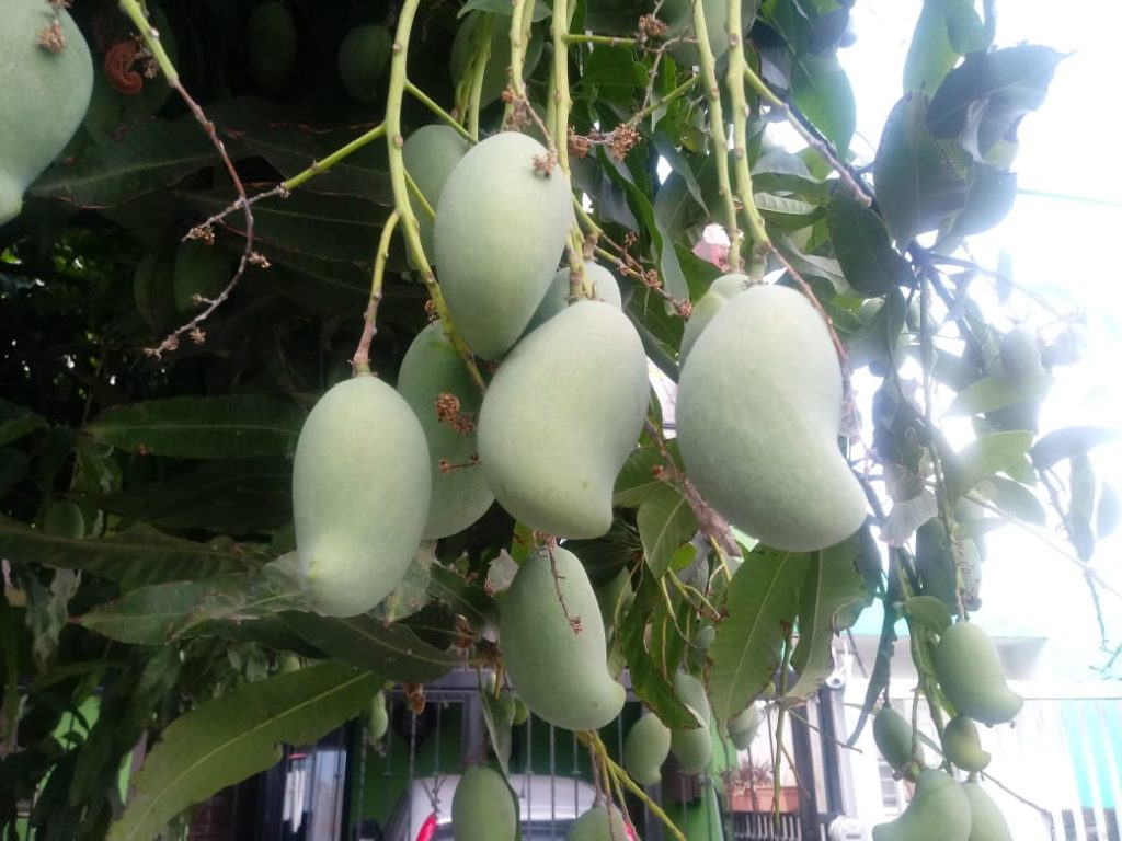 Jaliscocina - Mangos verdes, un festín ácido
